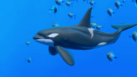 Endless Ocean Luminous ‘Sounds of the Sea’ trailer - Gematsu